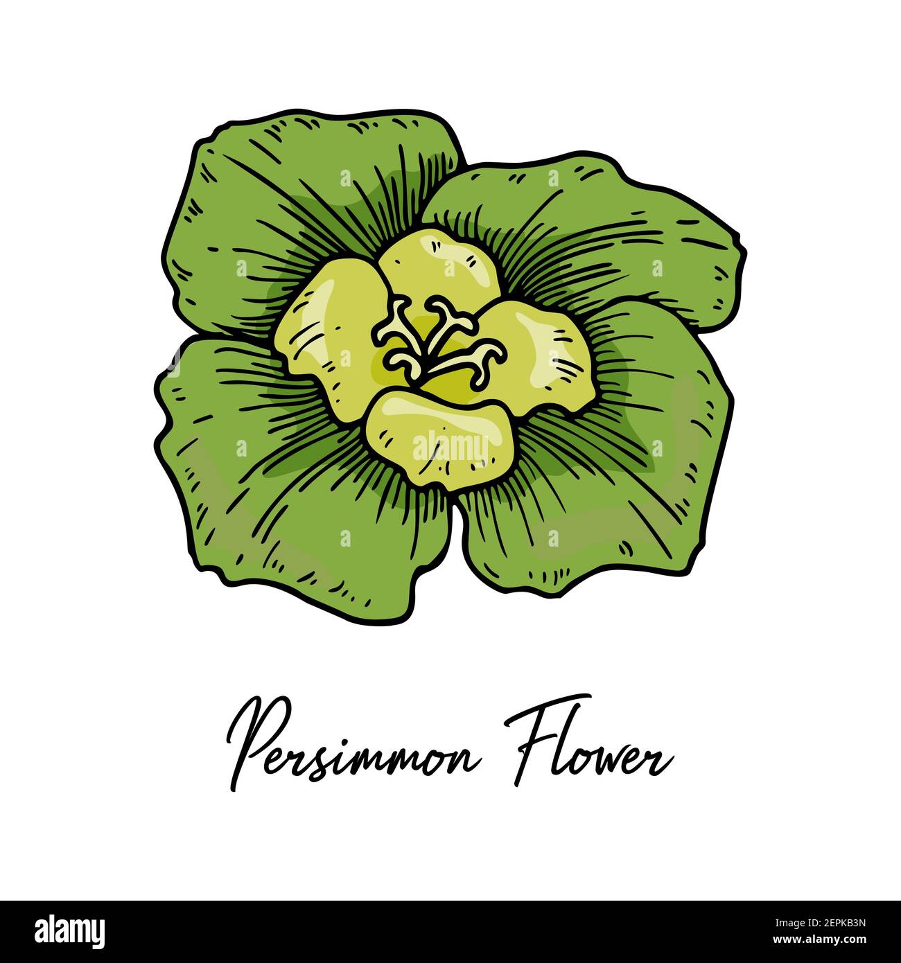 Persimmon Tree Flower