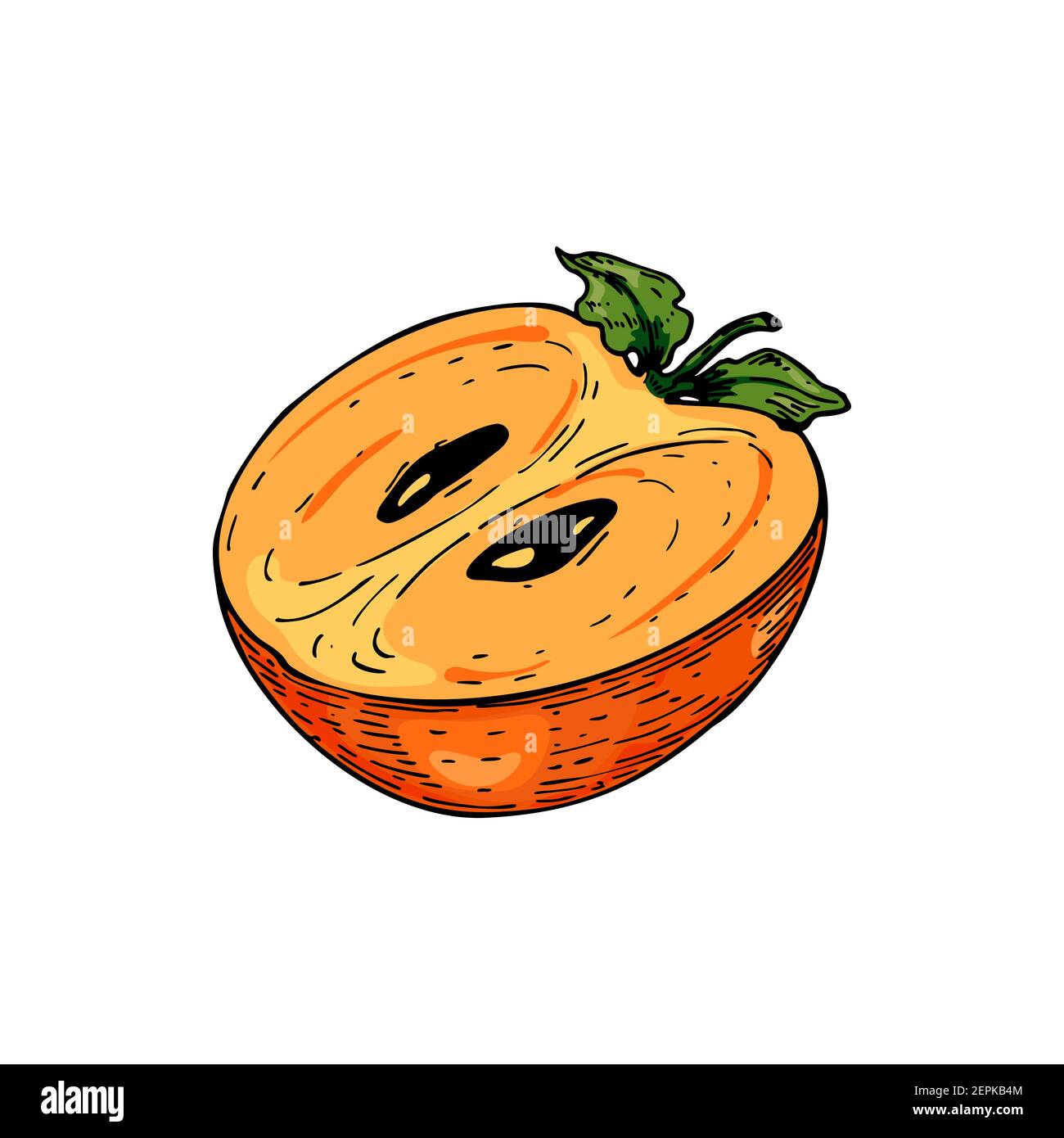 Hand drawn persimmon cut in half isolated on white background. Vector ...