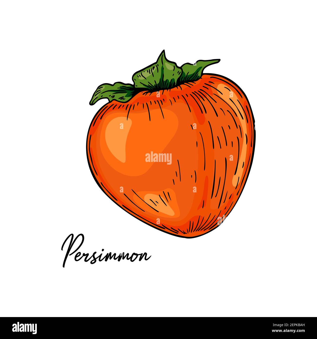 Hand drawn persimmon isolated on white background. Vector illustration ...