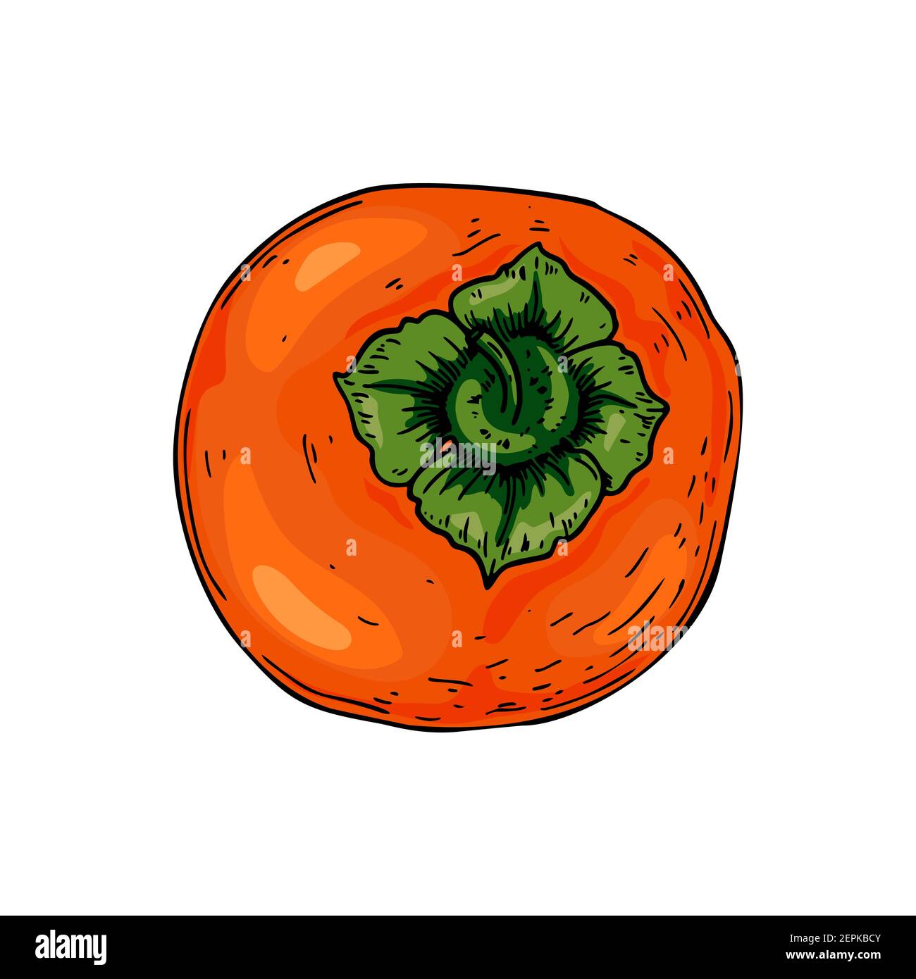 Hand drawn persimmon isolated on white background. Vector illustration ...