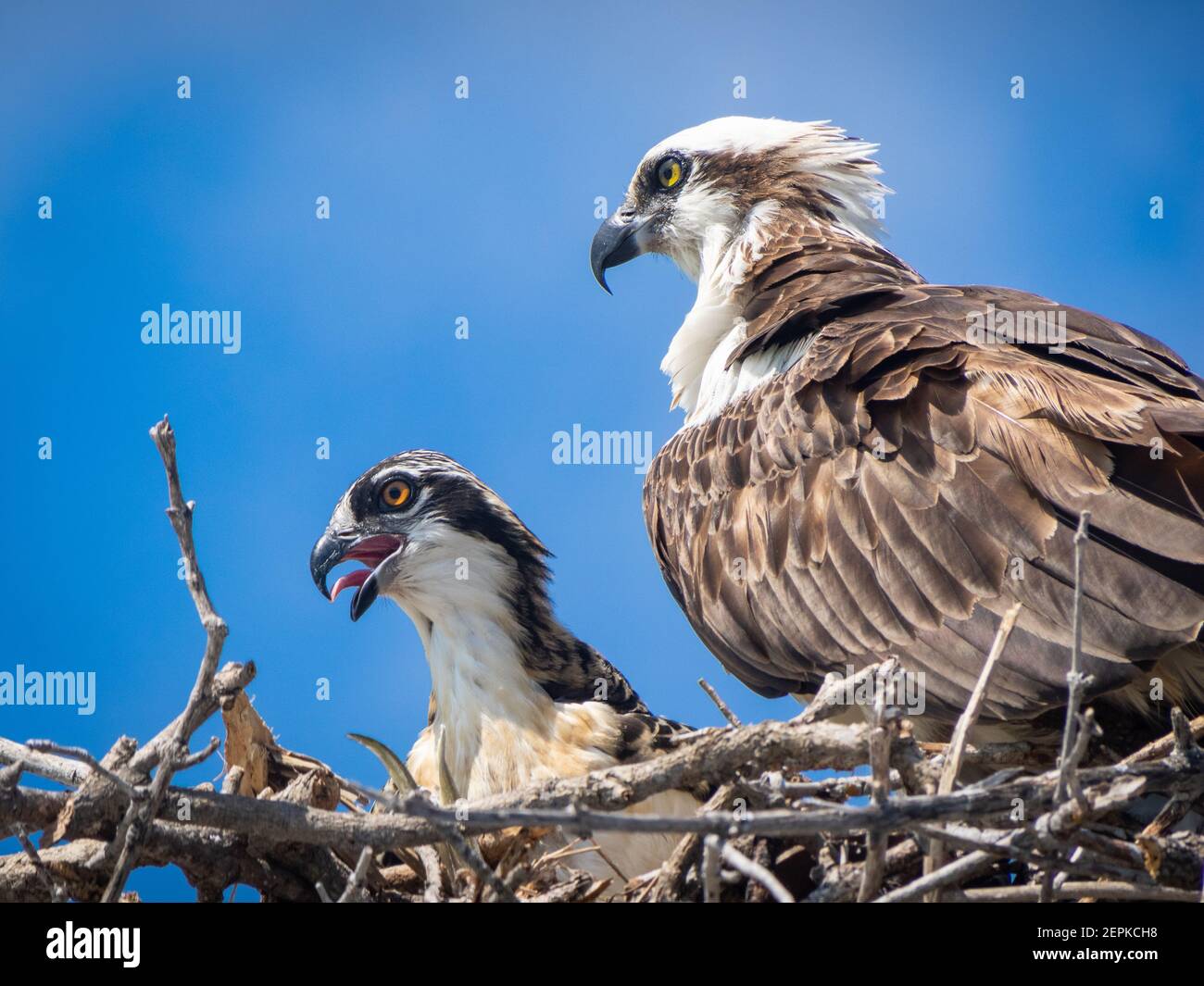 Osprey adult with baby in a nest Stock Photo - Alamy