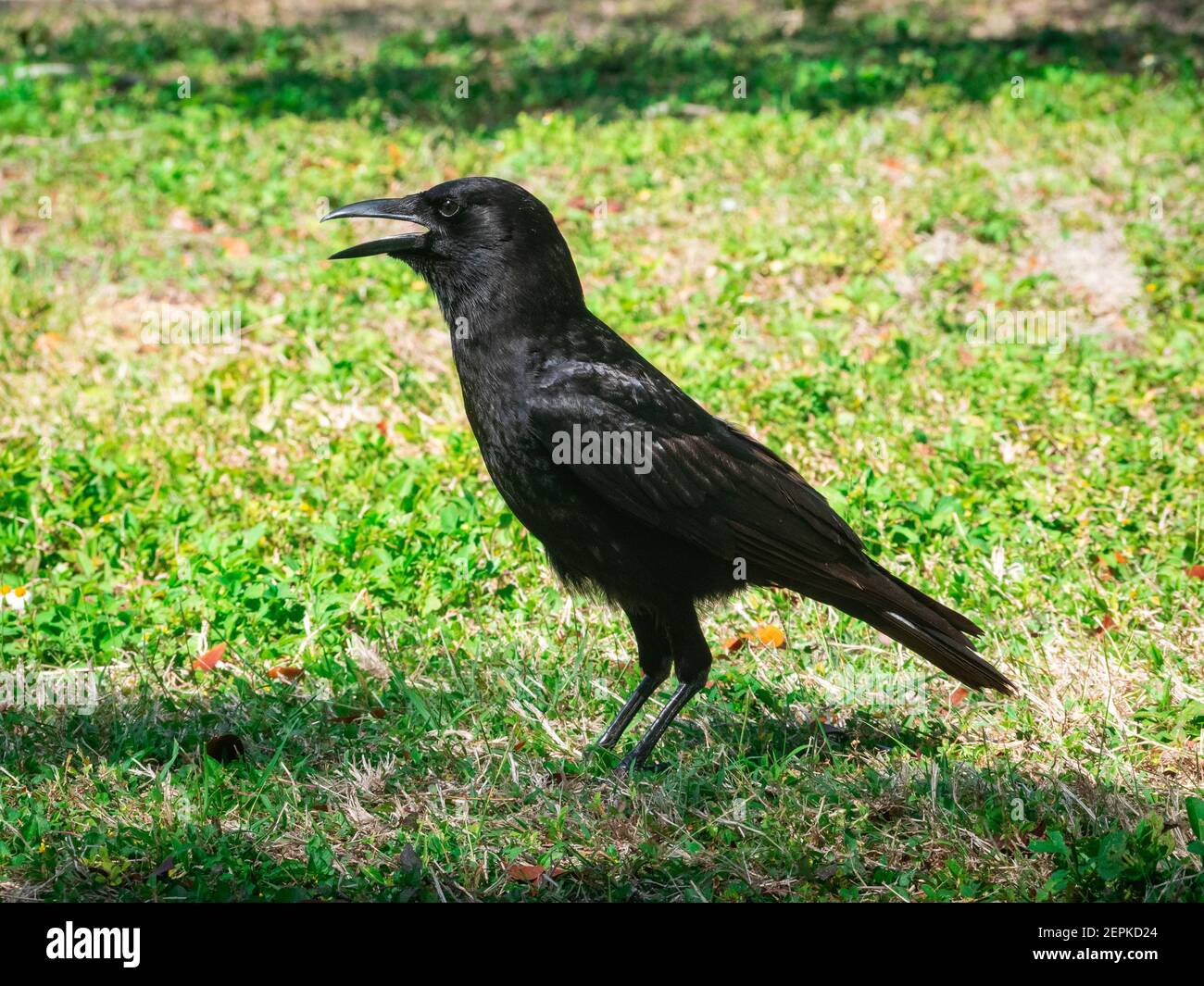Short bill crow hi-res stock photography and images - Alamy
