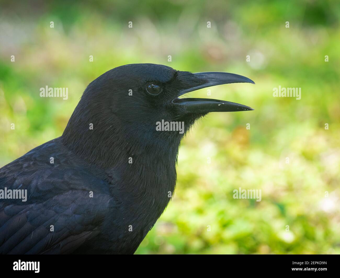 Black crow on ground Stock Photo - Alamy