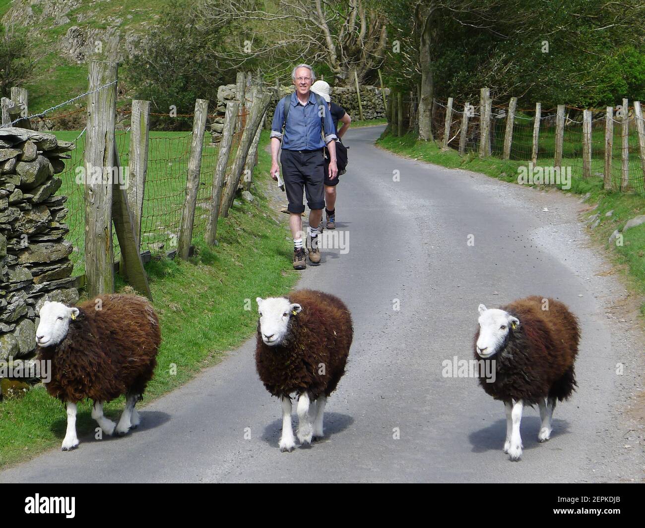 Herdwick sheep walk with hillwalkers in The Lake District, Cumbria, UK ...