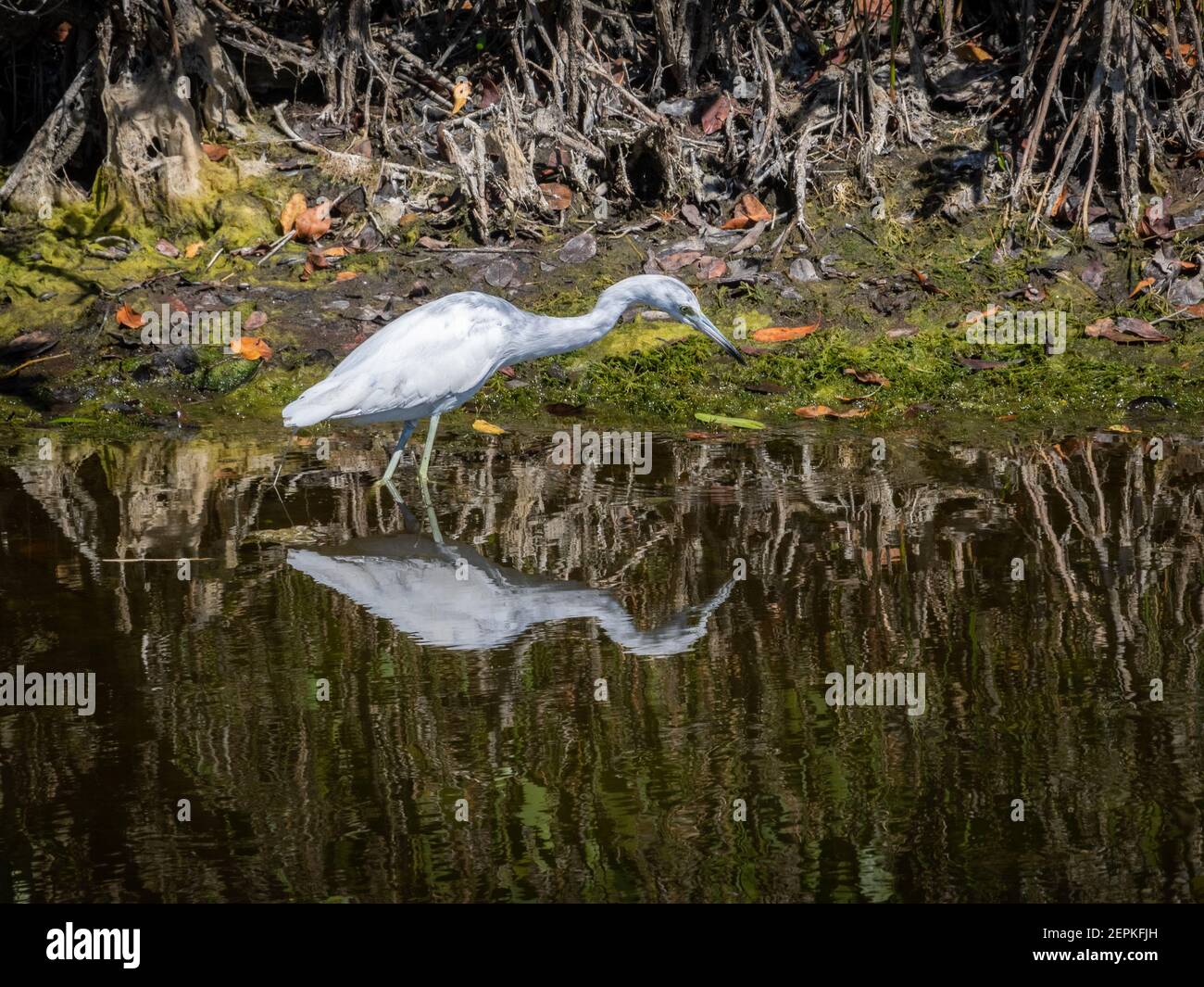 Little blue heron river hi-res stock photography and images - Alamy