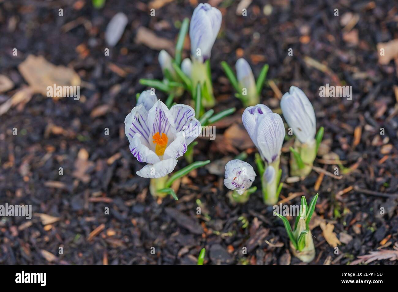 First spring purple white hi-res stock photography and images - Alamy