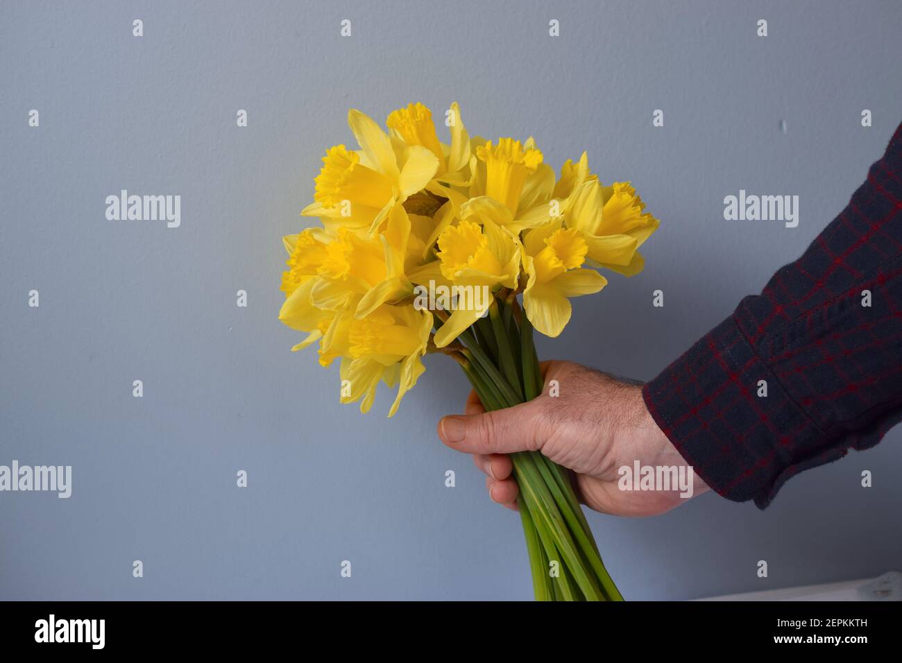 Man hand with bright natural daffodils on light background Stock Photo ...