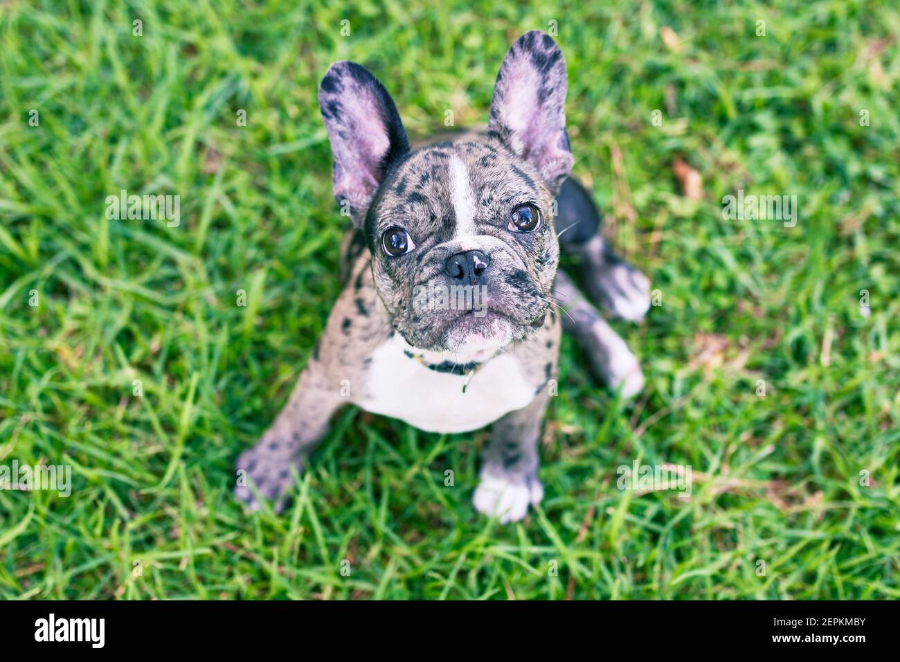Beautiful puppy spotted french bulldog happy at the park outdoors Stock ...