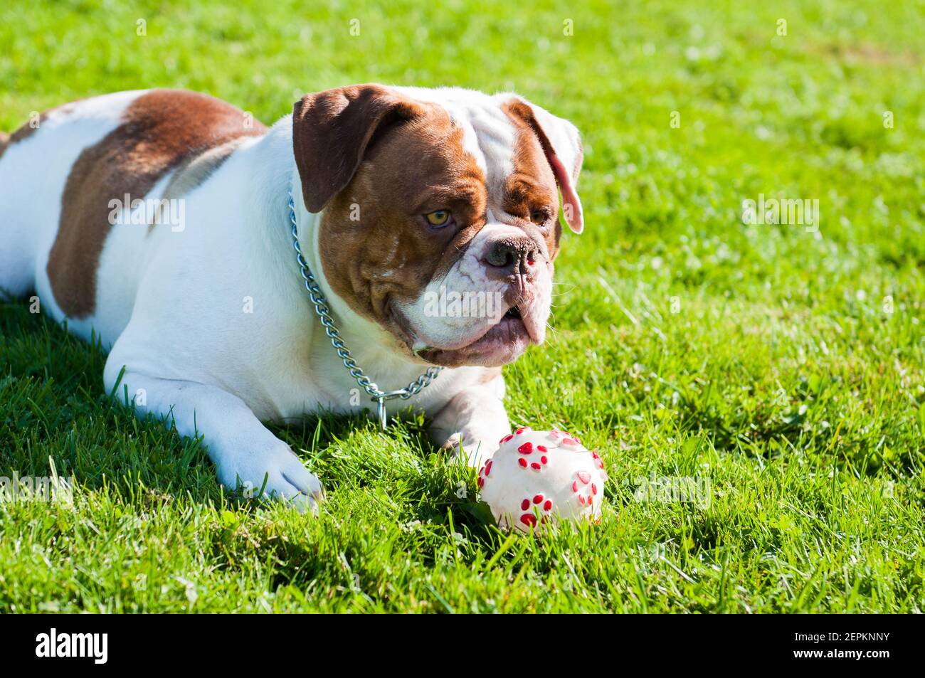 Bulldog playing ball hi-res stock photography and images - Alamy