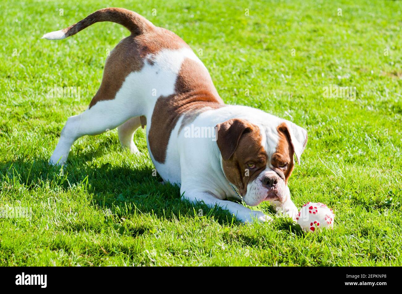 Bulldog playing ball hi-res stock photography and images - Alamy