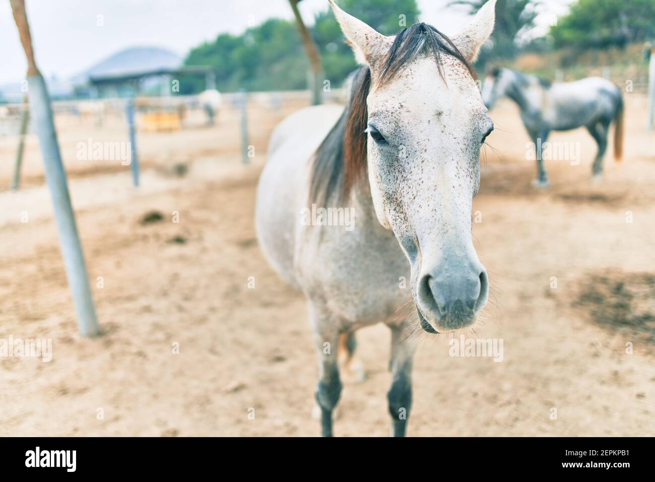 Adorable horse at the farm Stock Photo - Alamy