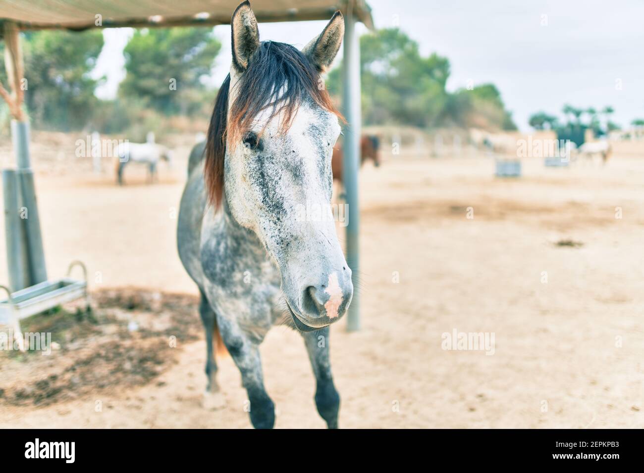 Adorable horse at the farm Stock Photo - Alamy