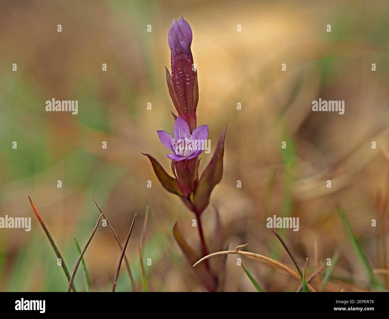 tiny purplish flowers & buds of Autumn Gentian (Gentianella amarella ...