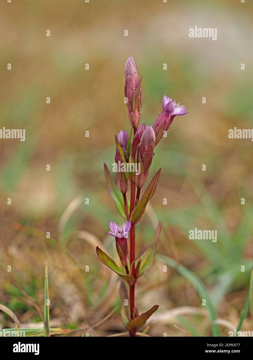 tiny purplish flowers & buds of Autumn Gentian (Gentianella amarella ...