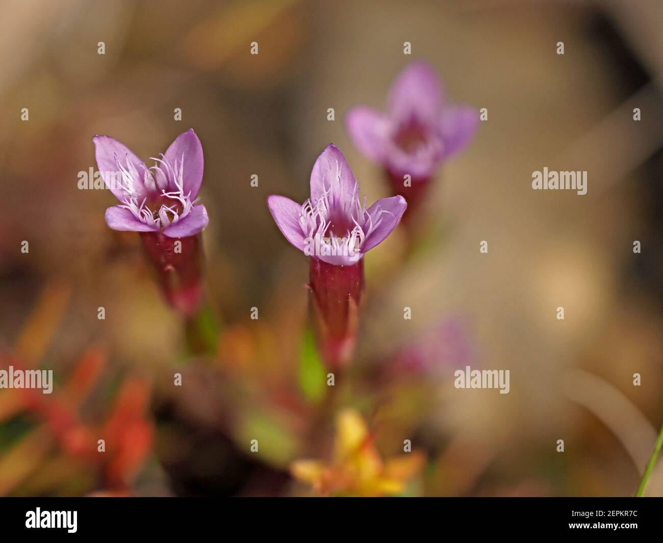 tiny purplish flowers & buds of Autumn Gentian (Gentianella amarella ...