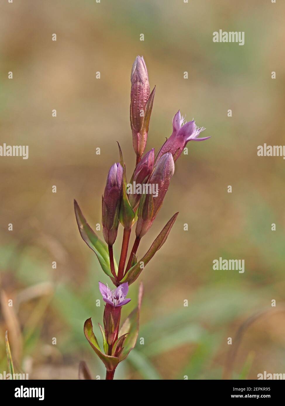 tiny purplish flowers & buds of Autumn Gentian (Gentianella amarella ...