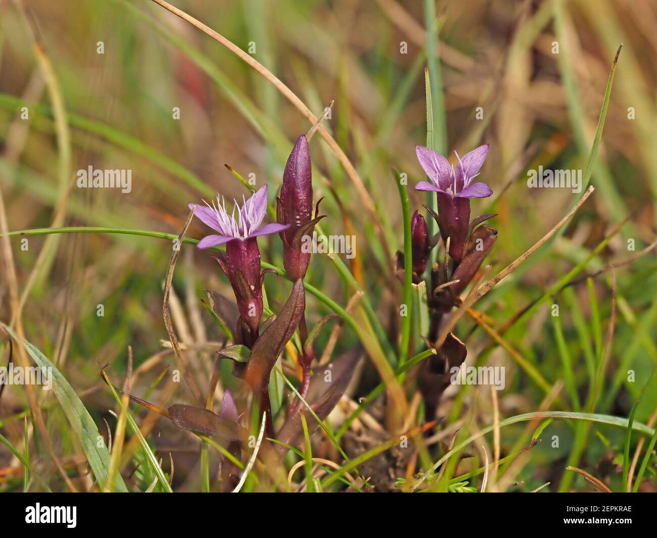 tiny purplish flowers & buds of Autumn Gentian (Gentianella amarella ...