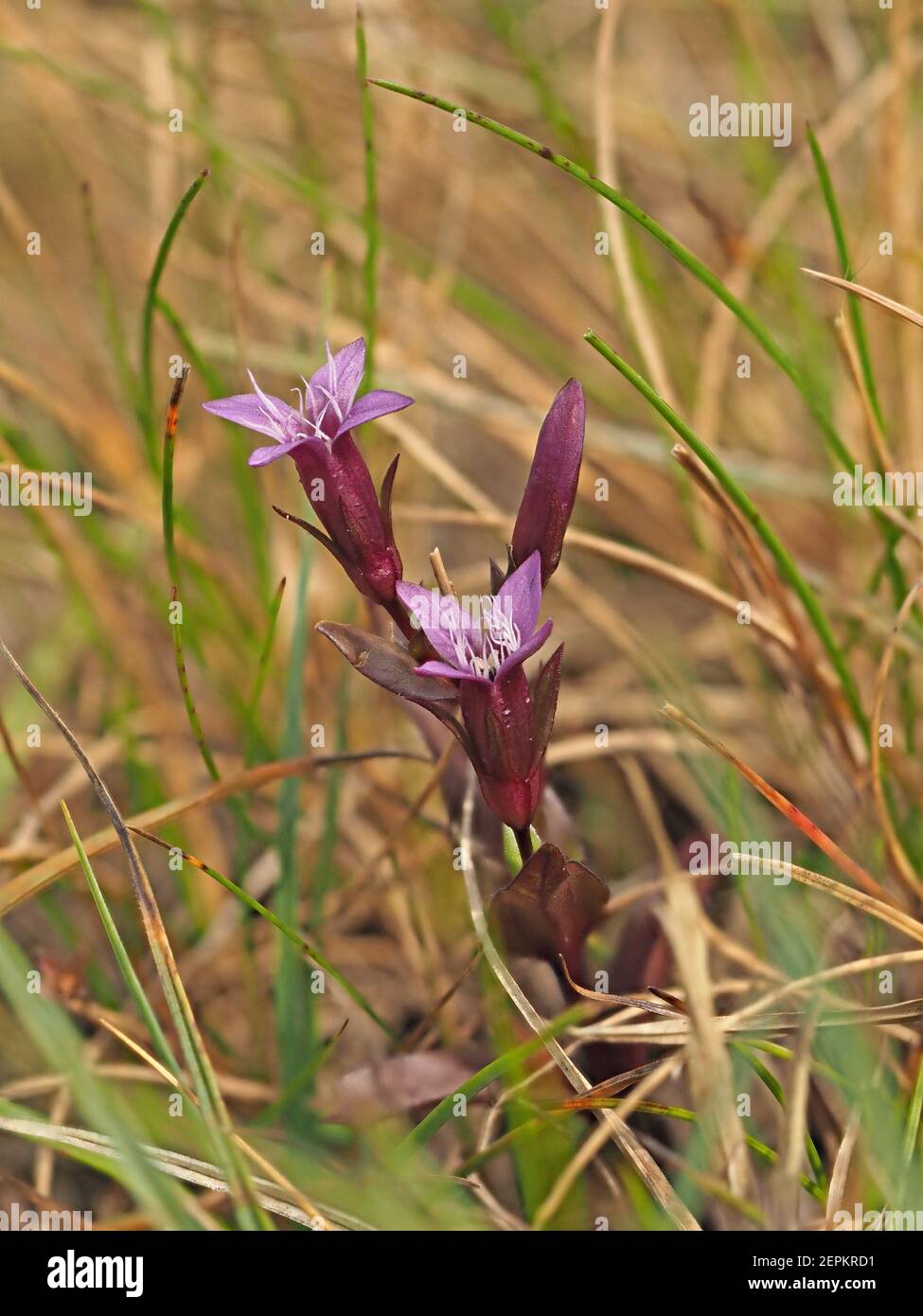 tiny purplish flowers & buds of Autumn Gentian (Gentianella amarella ...
