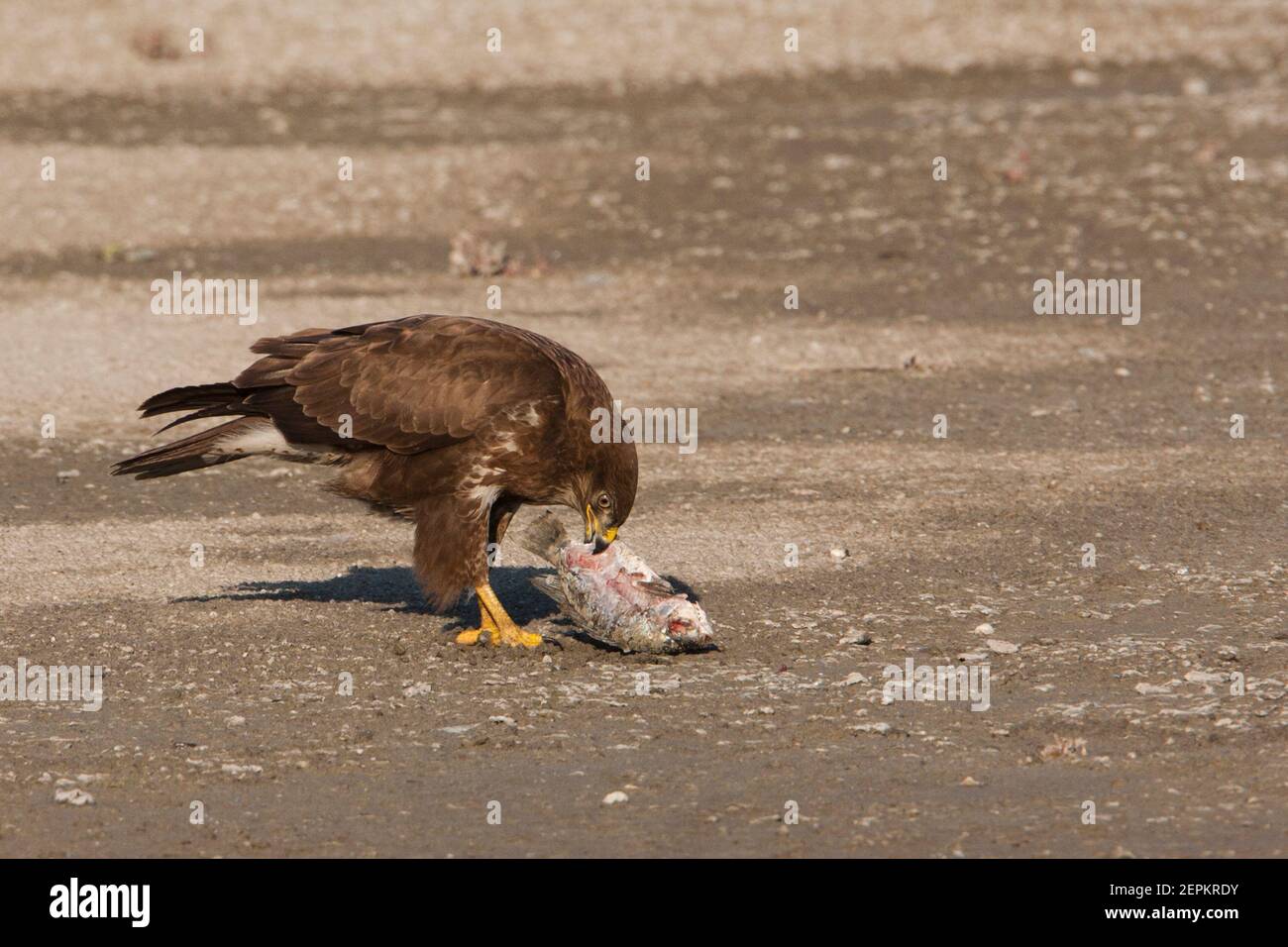Common Buzzard (Buteo buteo) Fed on dead fish Stock Photo - Alamy