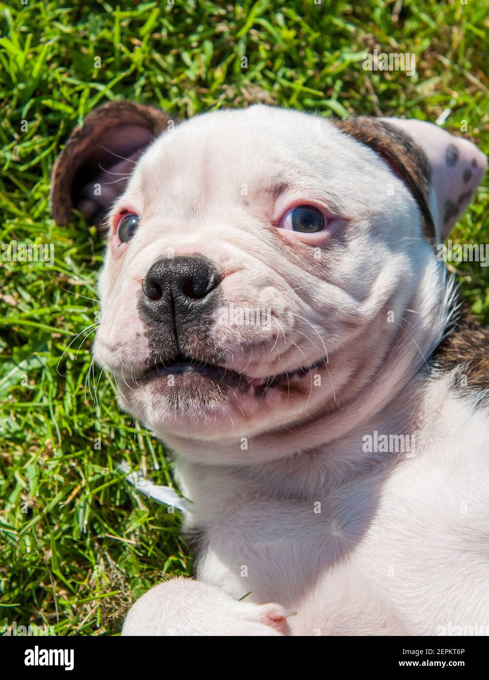 Dog top view hi-res stock photography and images - Alamy