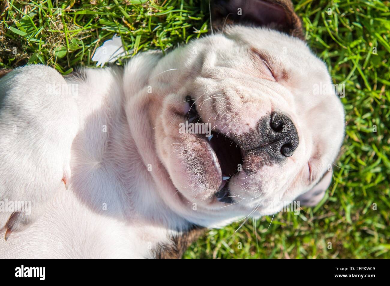 American Bulldog puppy dog top view on green grass Stock Photo - Alamy