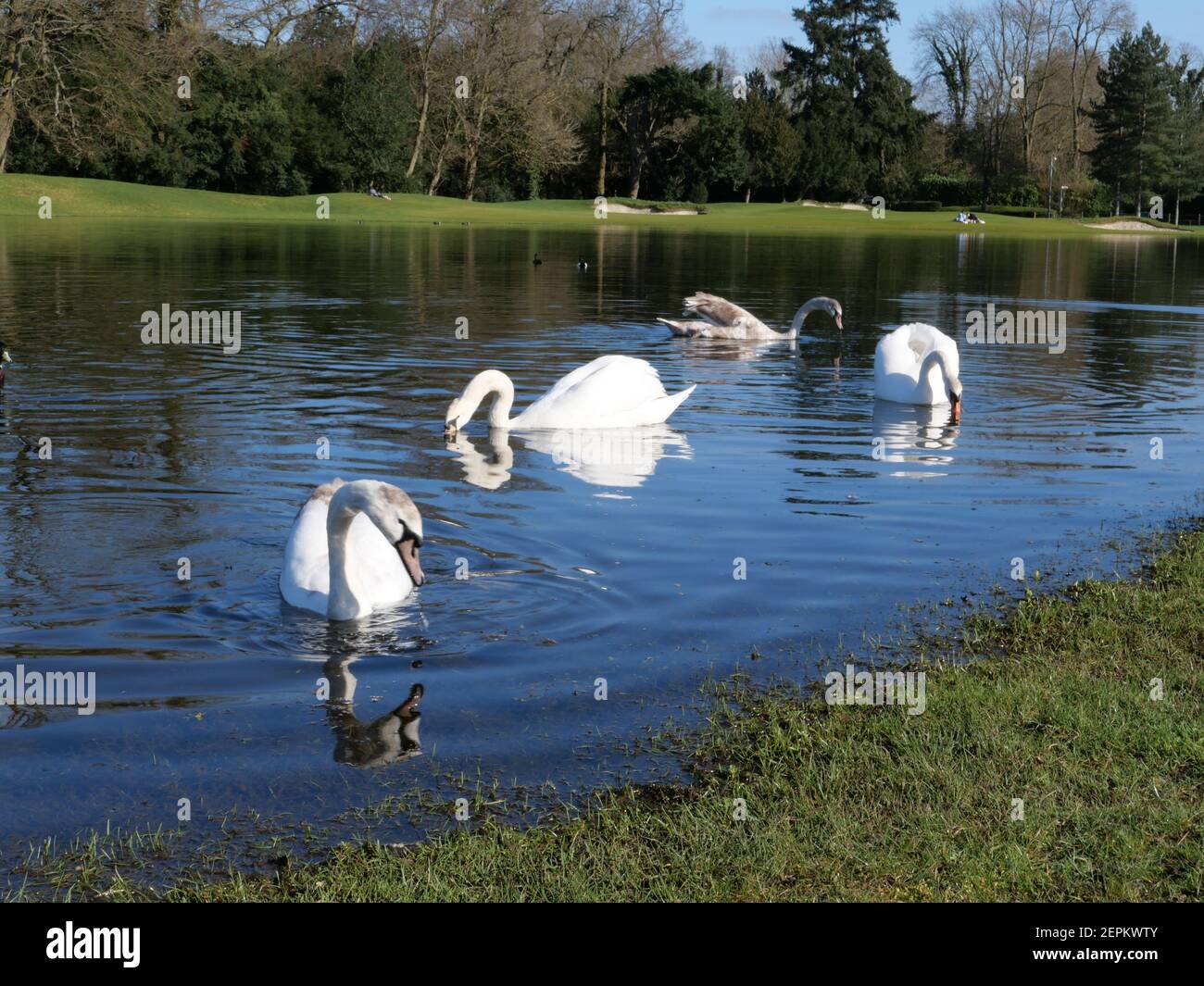 Rudd lily hi-res stock photography and images - Alamy