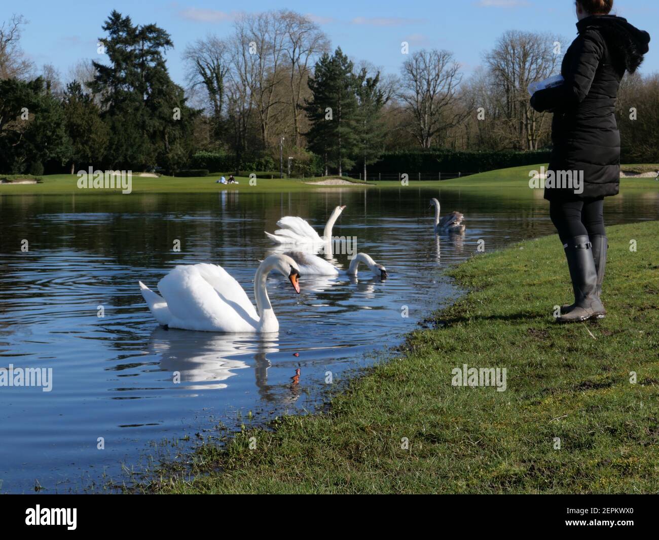 Rudd lily hi-res stock photography and images - Alamy