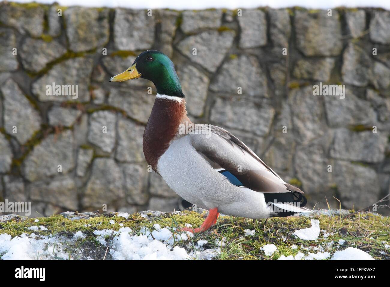 Photo of a duck standing Stock Photo - Alamy