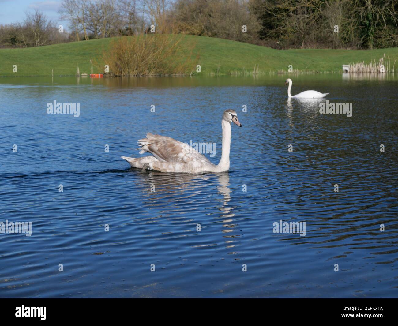 Rudd lily hi-res stock photography and images - Alamy