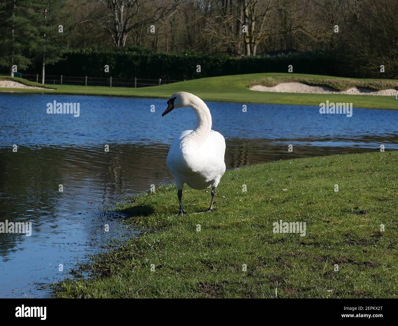 Rudd lily hi-res stock photography and images - Alamy