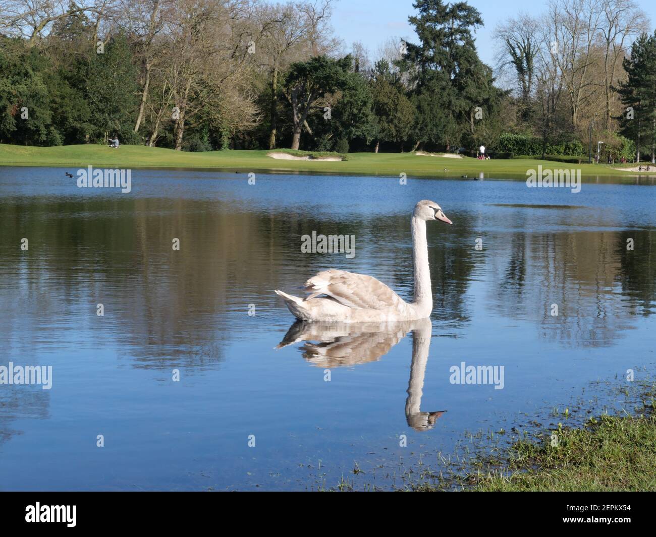 Rudd lily hi-res stock photography and images - Alamy