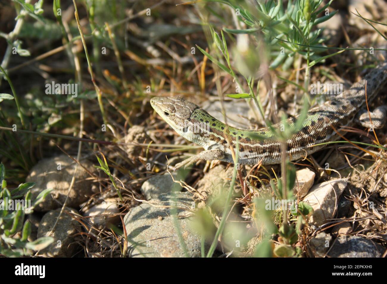 Lizard in the sun hi-res stock photography and images - Alamy