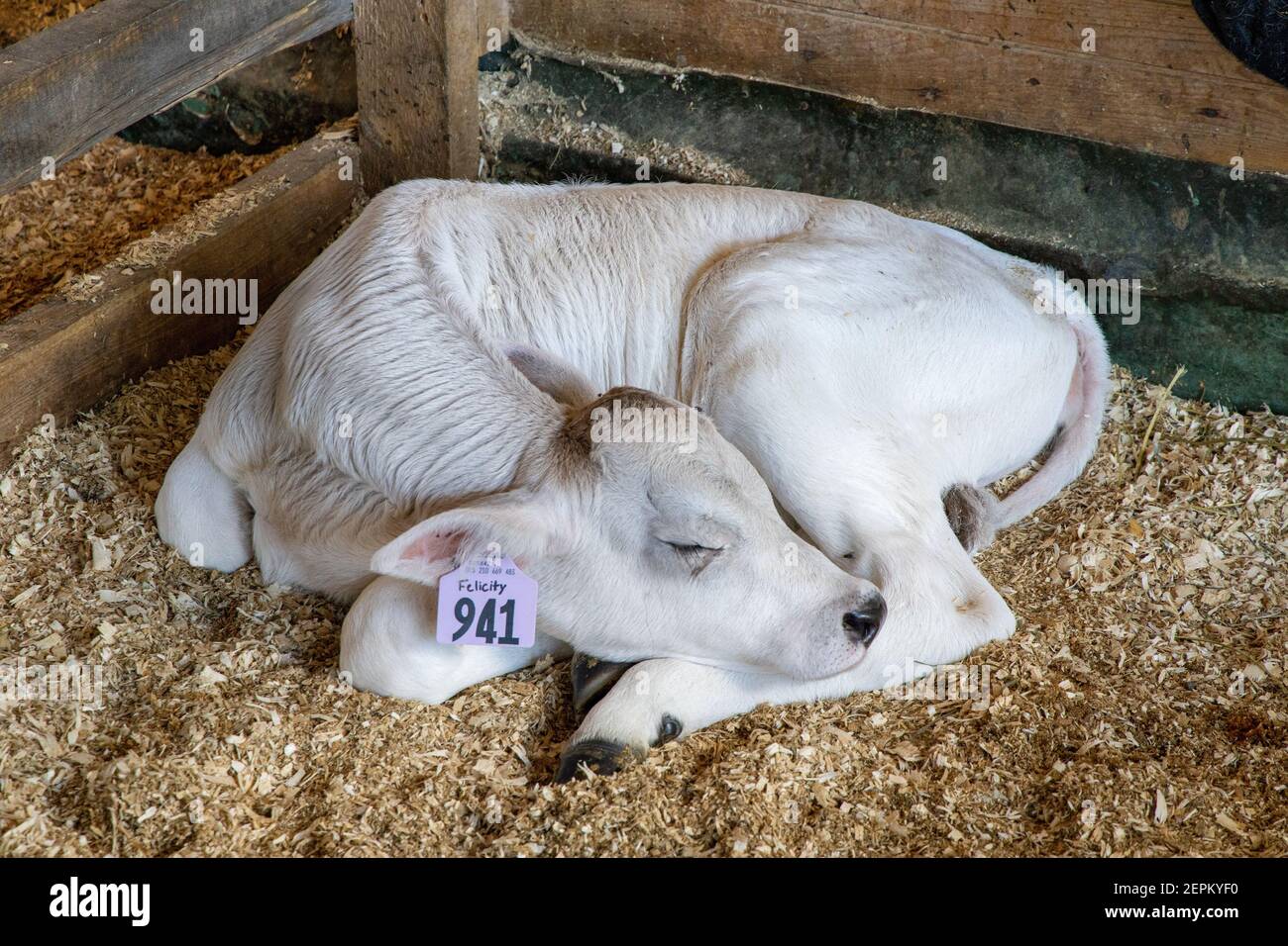 Learning to milk cows hi-res stock photography and images - Alamy