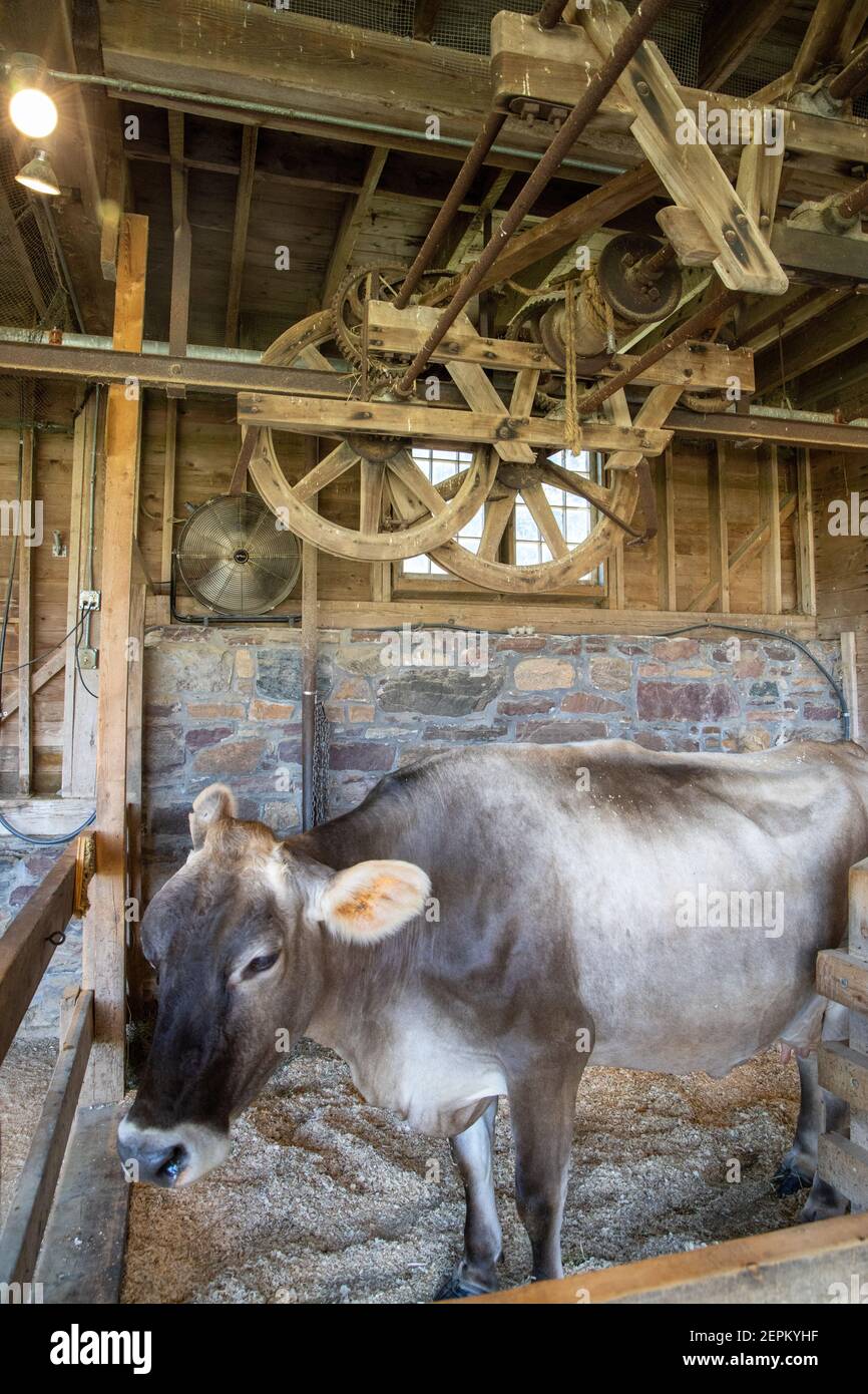 Farm animals, cows Stock Photo - Alamy