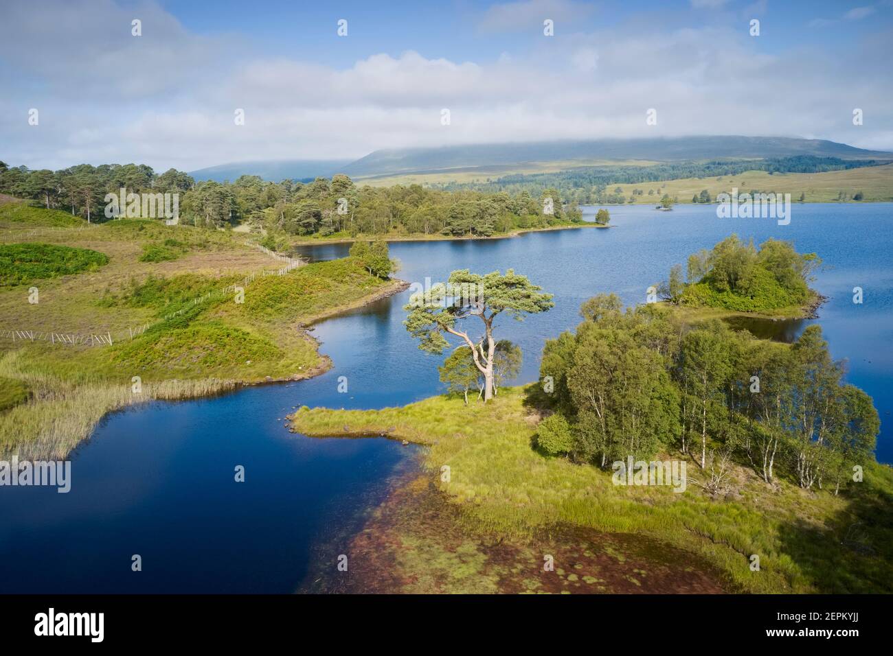 Caledonian pine tree at Loch Tulla in Scottish Highlands Stock Photo ...