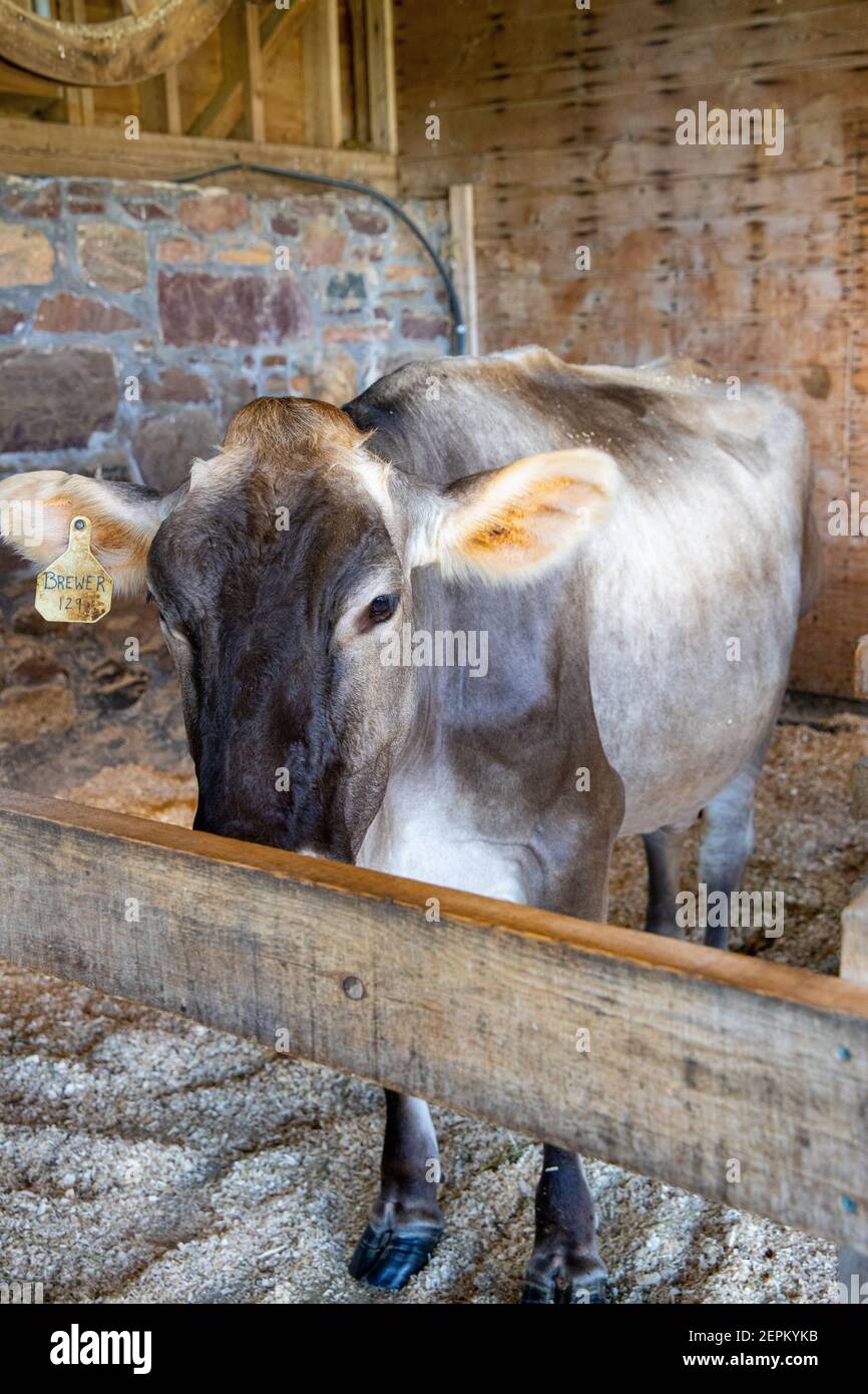 Farm animal husbandry hi-res stock photography and images - Alamy