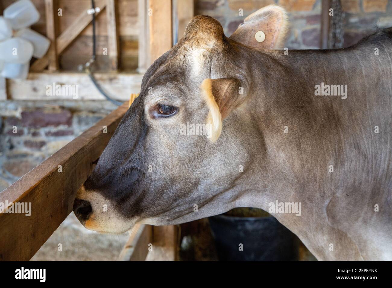 Farm animals, cows Stock Photo - Alamy