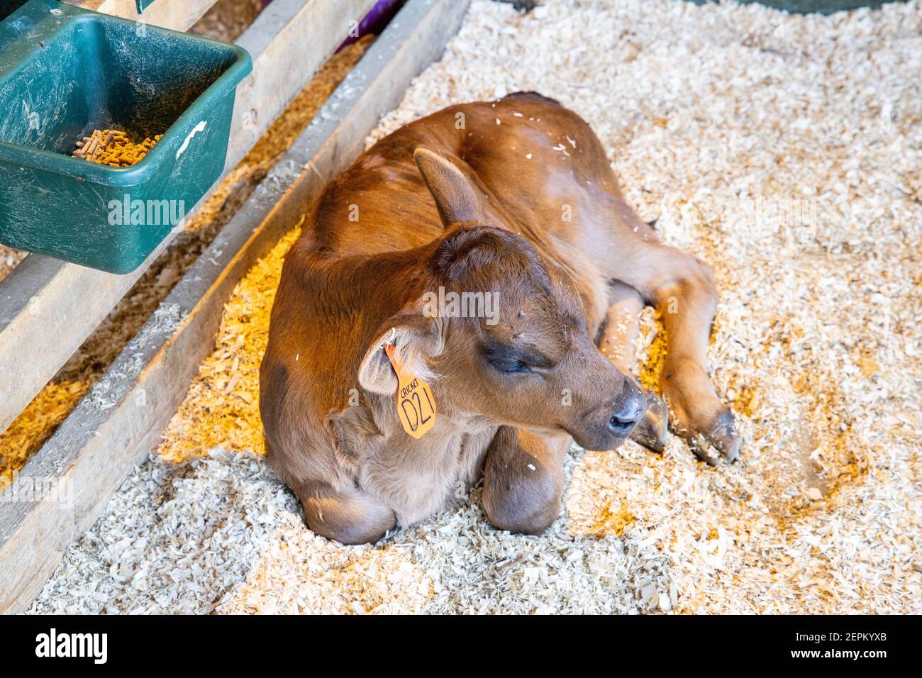 Farm animals, cows Stock Photo - Alamy