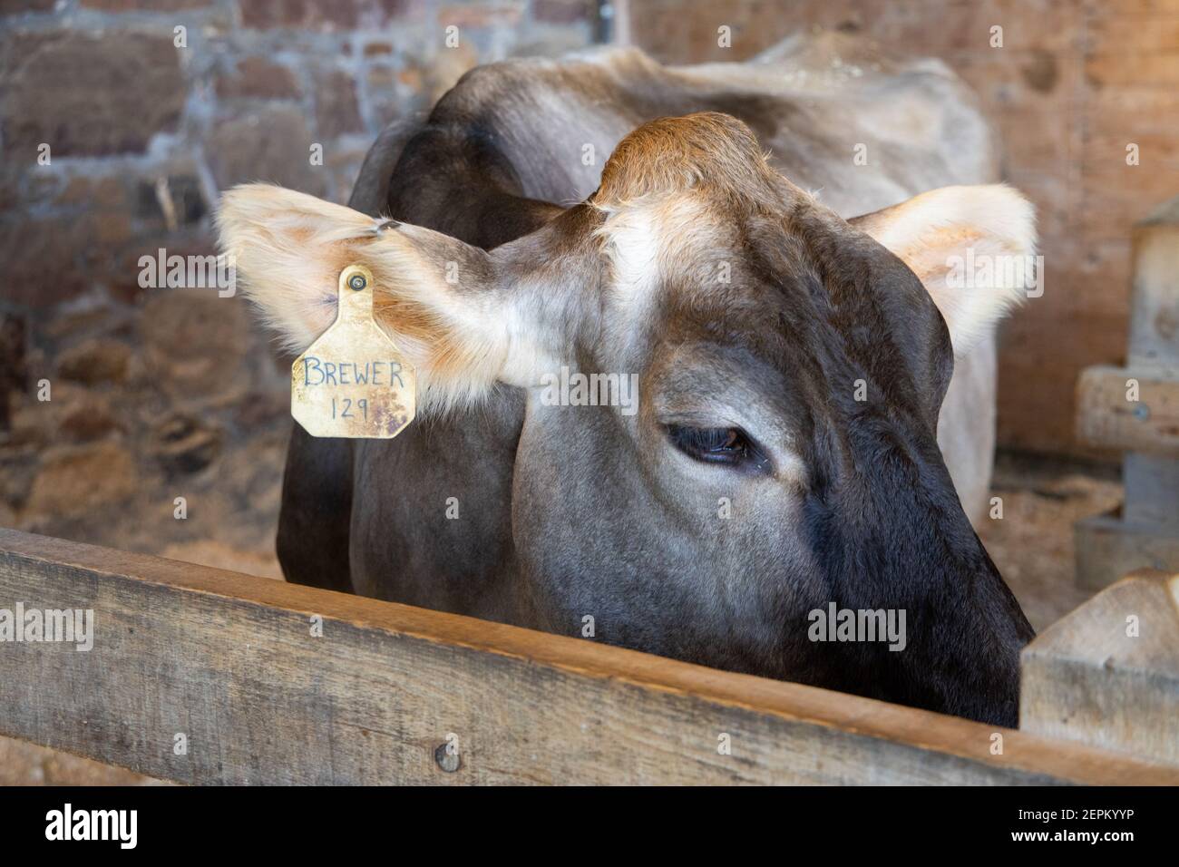 Farm animals, cows Stock Photo - Alamy