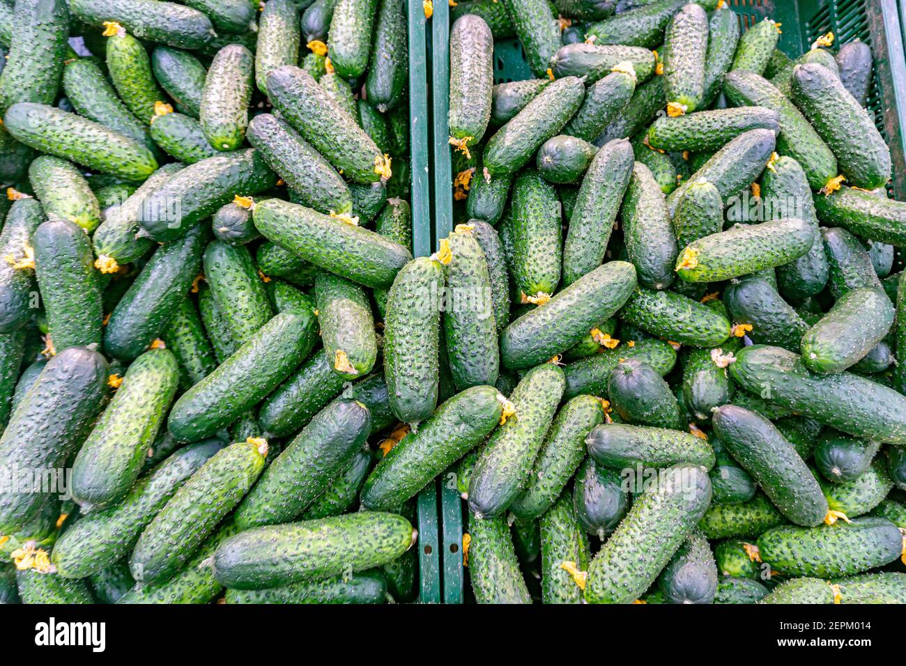 Close-up of cucumber on display in grocery store Stock Photo - Alamy
