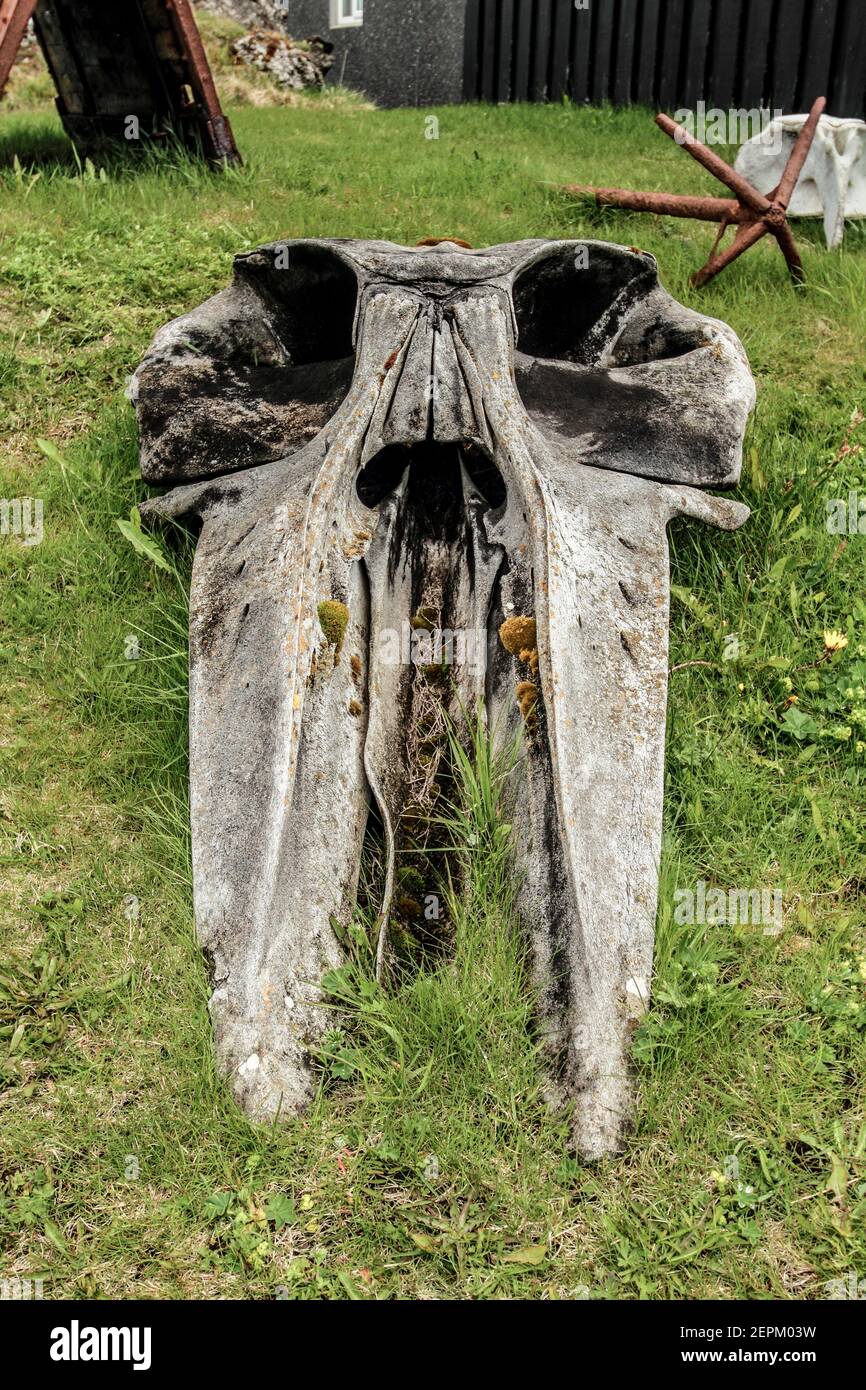 Skeleton humpback whale hi-res stock photography and images - Alamy