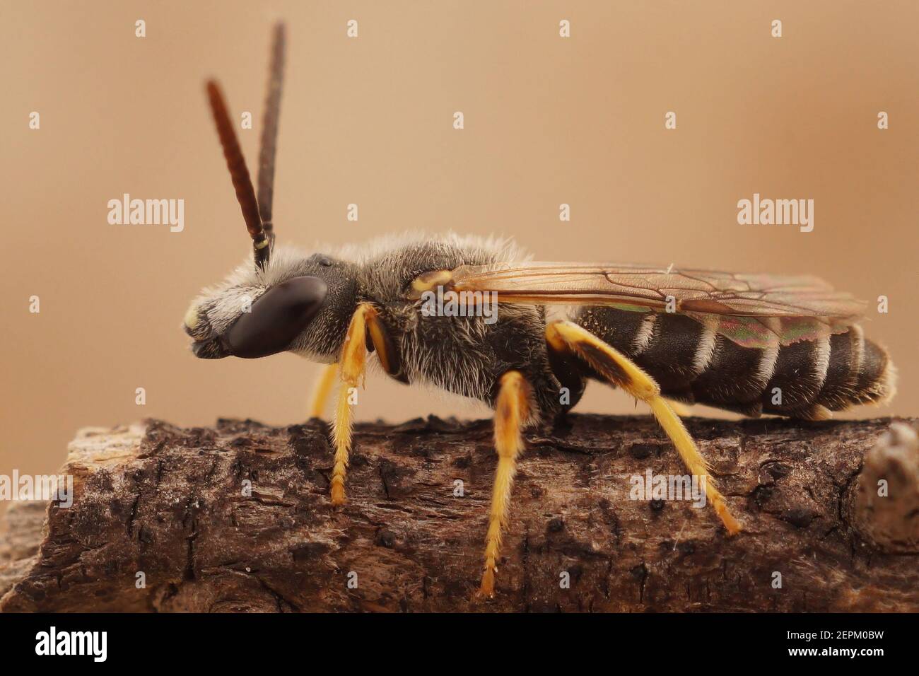Closeup of the male of the great banded furrow bee, Halictus scabiosae ...