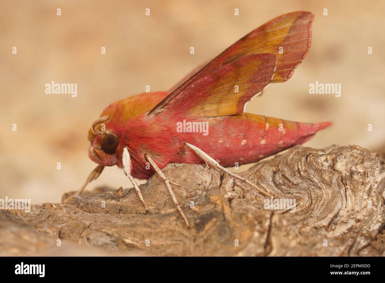 Closeup of the colorful pink Small Elephant Hawk-moth , Deilephila ...