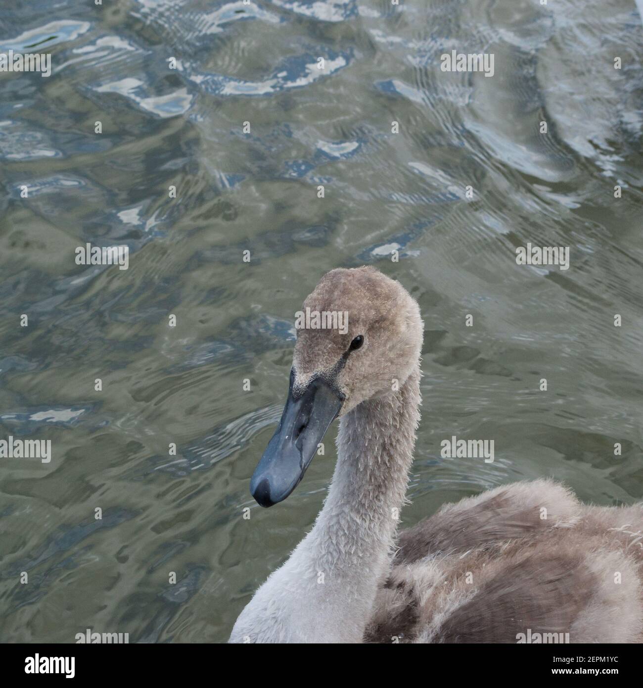 Grey head hi-res stock photography and images - Alamy