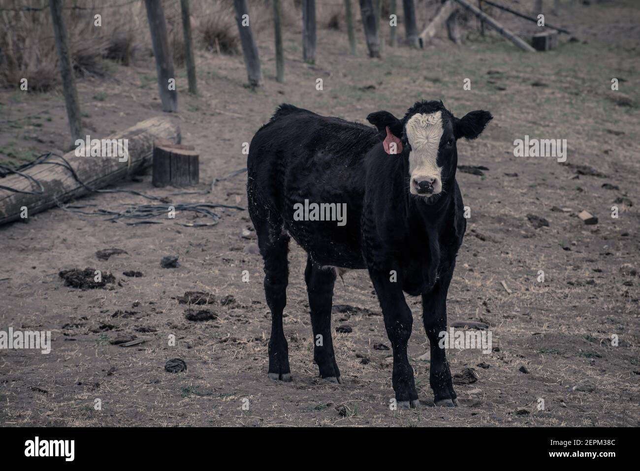 Washingtons Plateau Region Animals