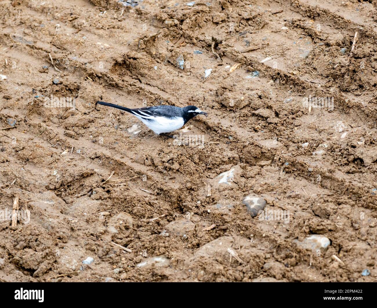 A Japanese wagtail, Motacilla grandis, stands on frozen mud beside the ...