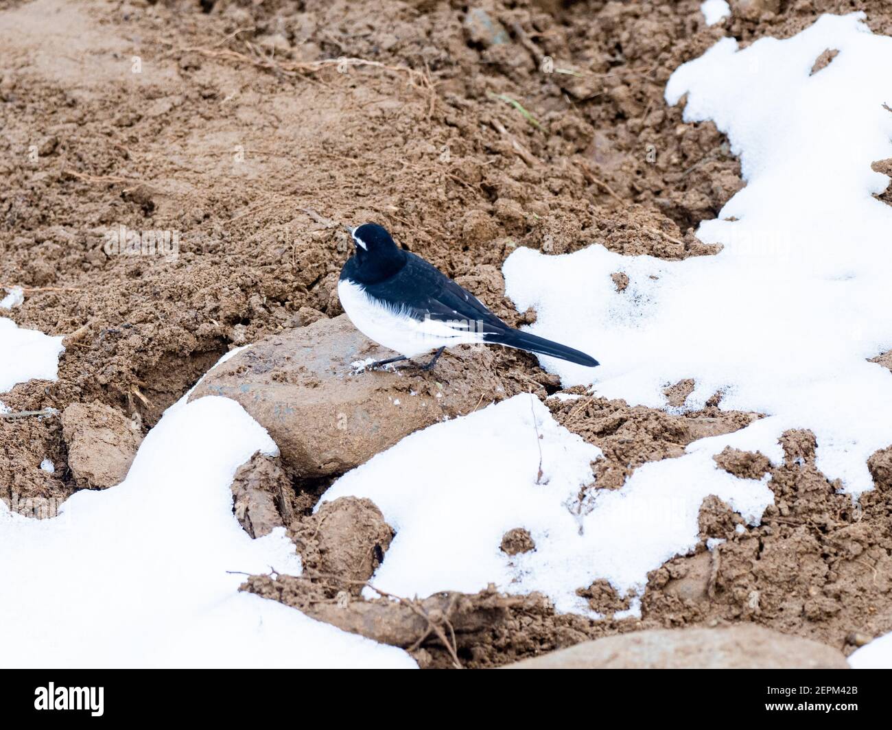 Japanese wagtail hi-res stock photography and images - Alamy