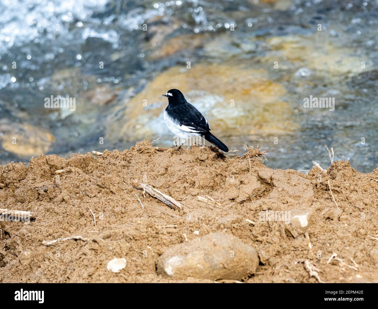 A Japanese wagtail, Motacilla grandis, stands on frozen mud beside the ...