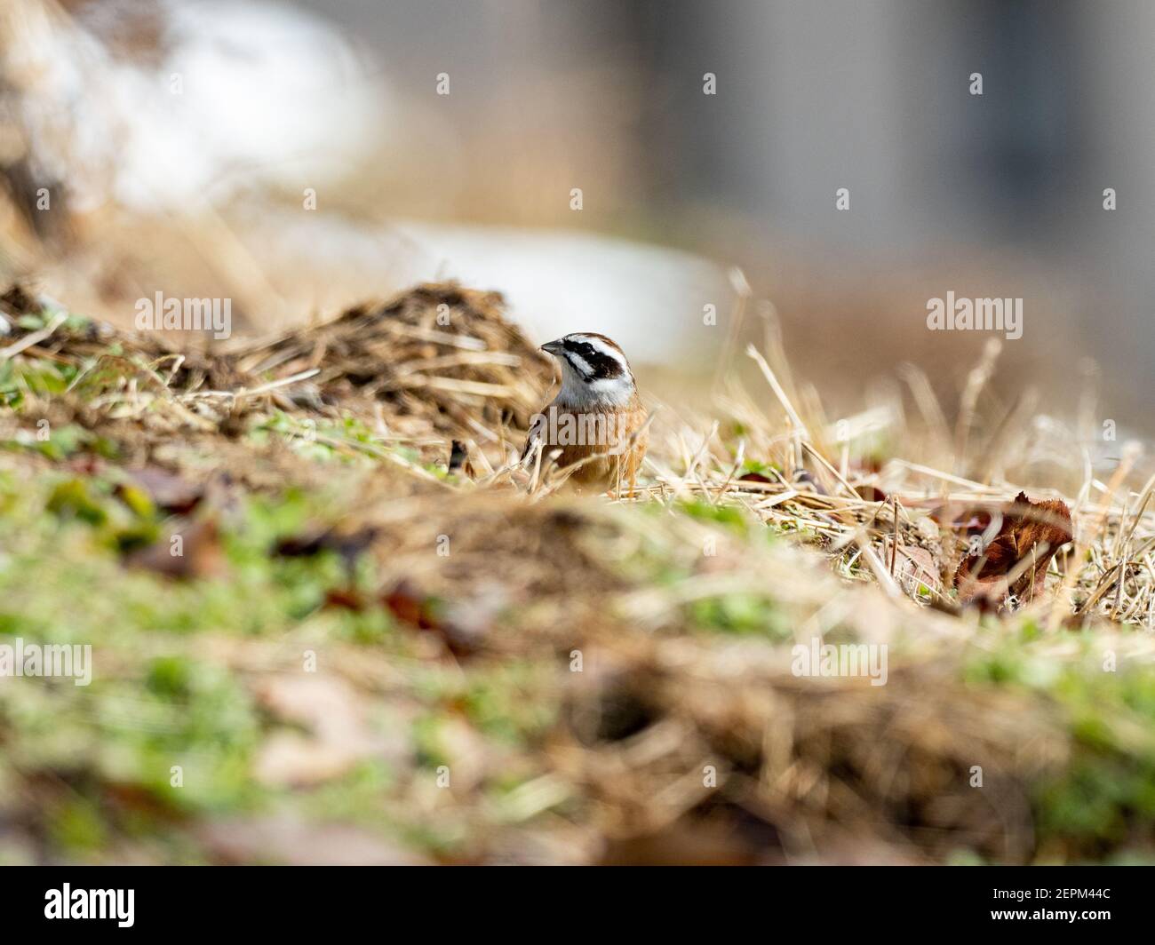 Siberian meadow bunting hi-res stock photography and images - Alamy