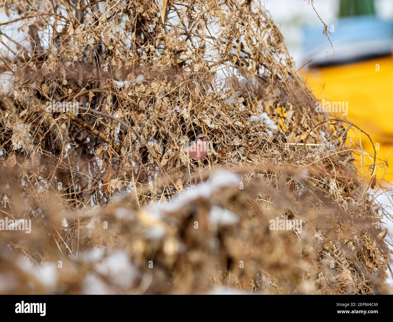 A long-tailed rosefinch perched on a pile of dead brush on an orchard ...